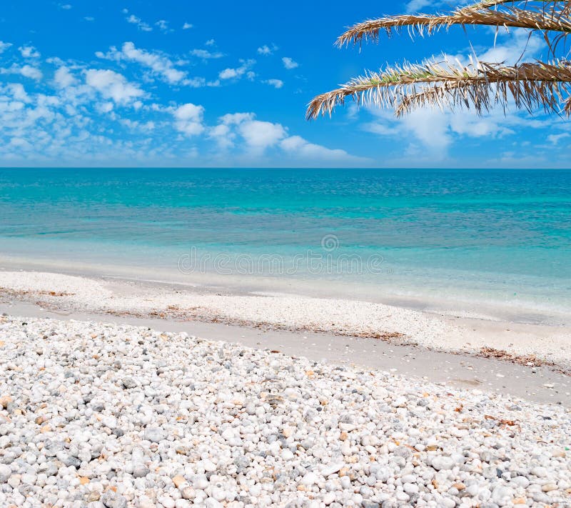 White Pebbles And Palm Tree Stock Photo - Image of pebble, clear: 34512404