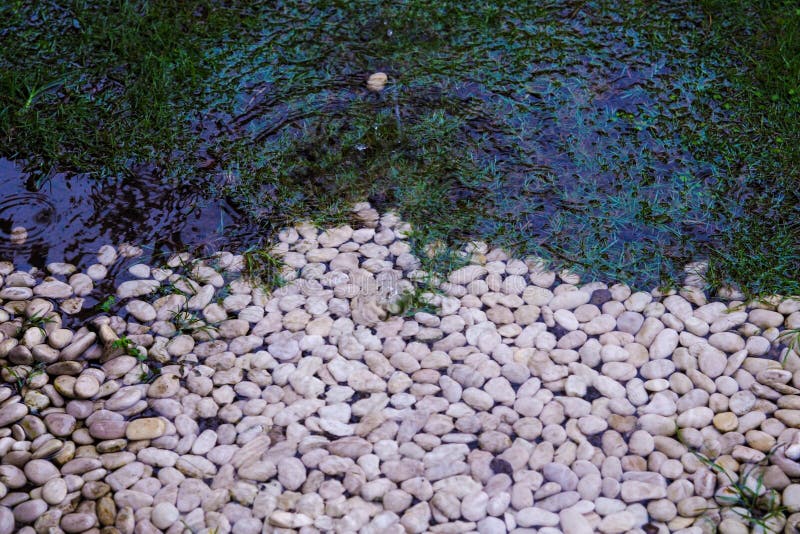 White pebbles in a puddle stock image. Image of sand - 242925703