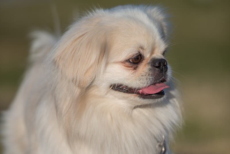 White pechinese stock photo. Image of domesticated, domestic - 62757532