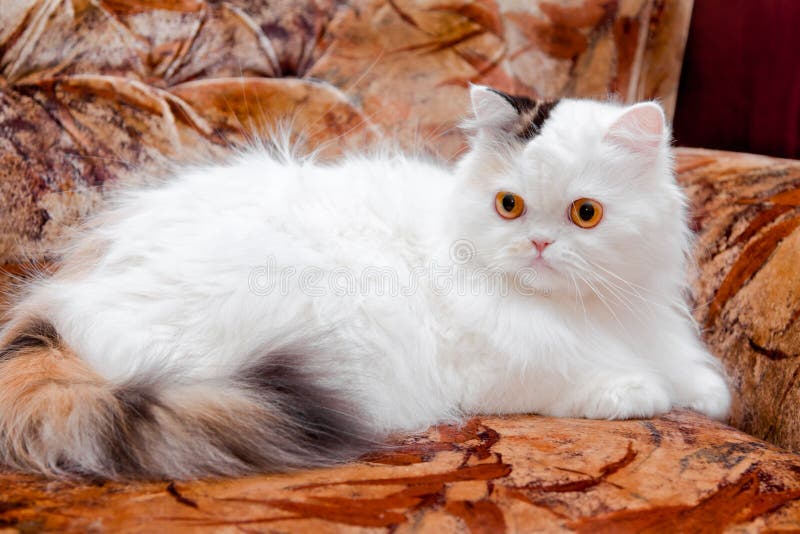 Turkish Van Type Cat Resting Stock Image - Image of color, domesticate ...
