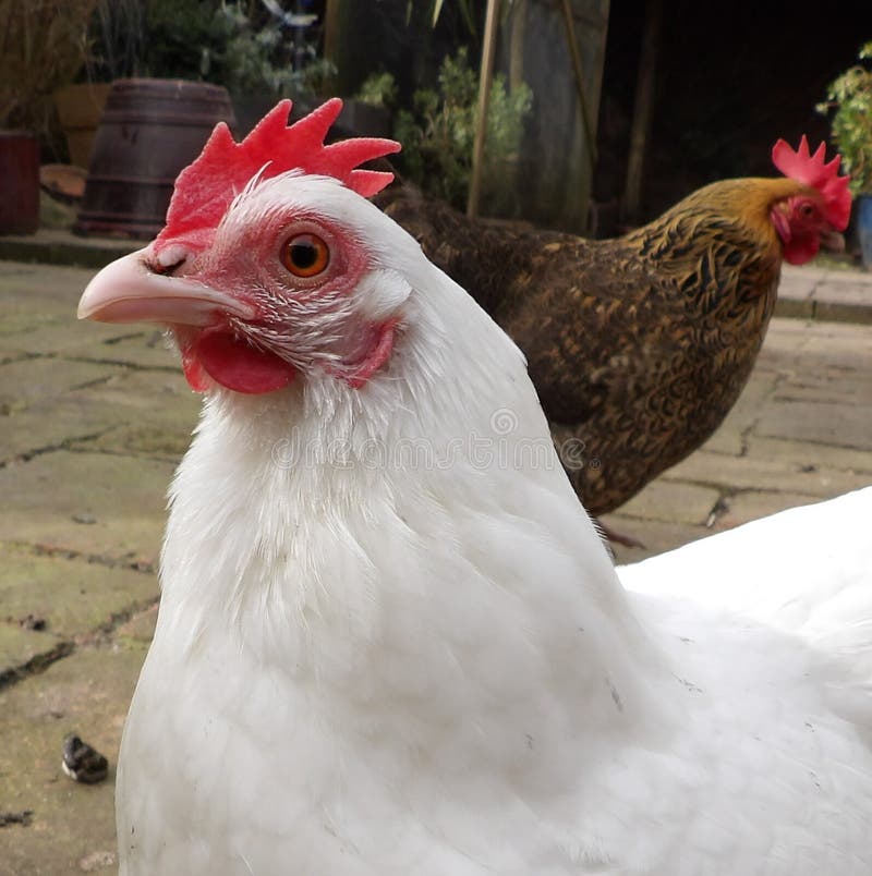 Pekin bantam stock image. Image of domestic, rural, organic - 102421039