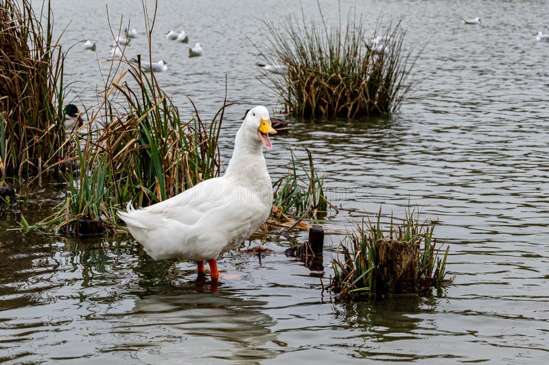 White Pekin Ducking Quacking on a Grey Overcast Day Stock Photo - Image ...