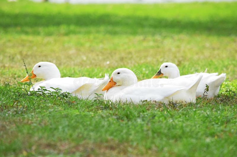 Long Island Ducks stock image. Image of pekin, nature - 64419321