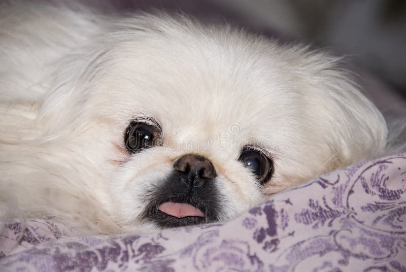 3,950 Pekingese Photos - Free & Royalty-Free Stock Photos from Dreamstime