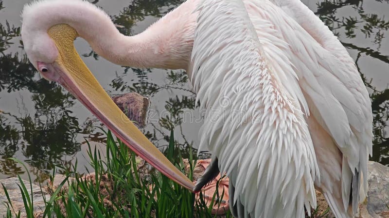 A White Pelican Clean Its Feather with Long Beak Stock Video - Video of ...