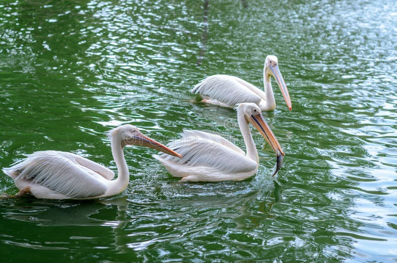 White Pelican Eating a Fish Stock Photo - Image of outdoors, beak: 37571060