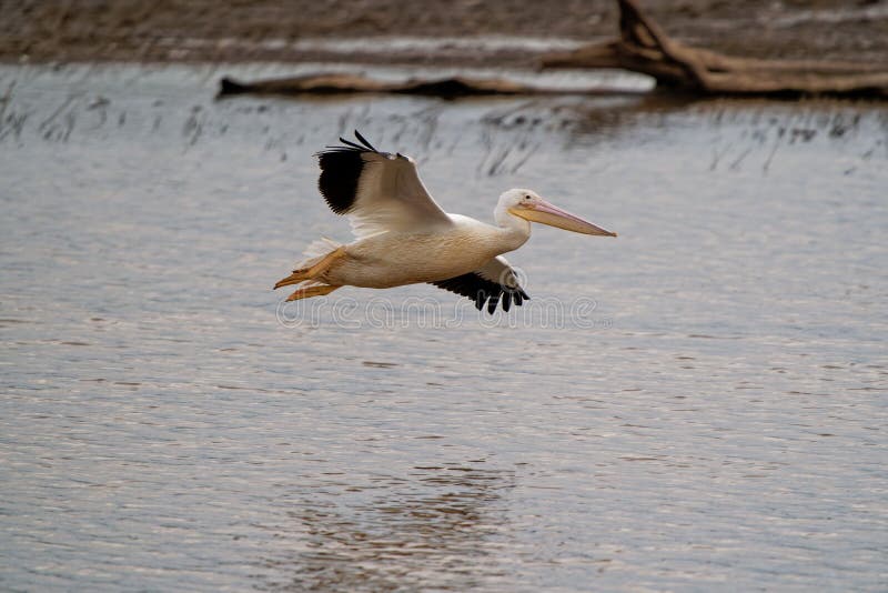 White Pelican Flying Over a Lake Water Stock Image - Image of feathers ...