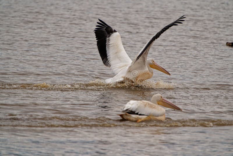 White Pelican Flying Over a Lake Water Stock Photo - Image of large ...