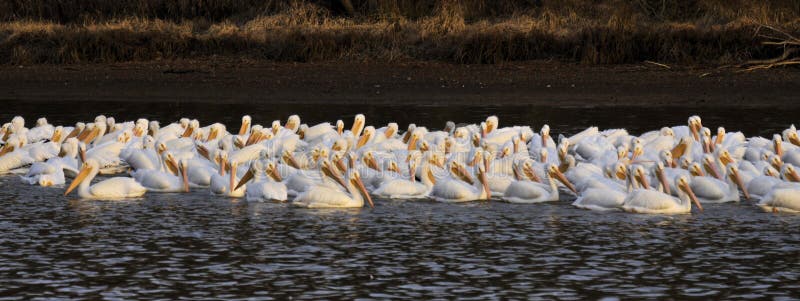 White Pelican Migration stock image. Image of life, bird - 170139325