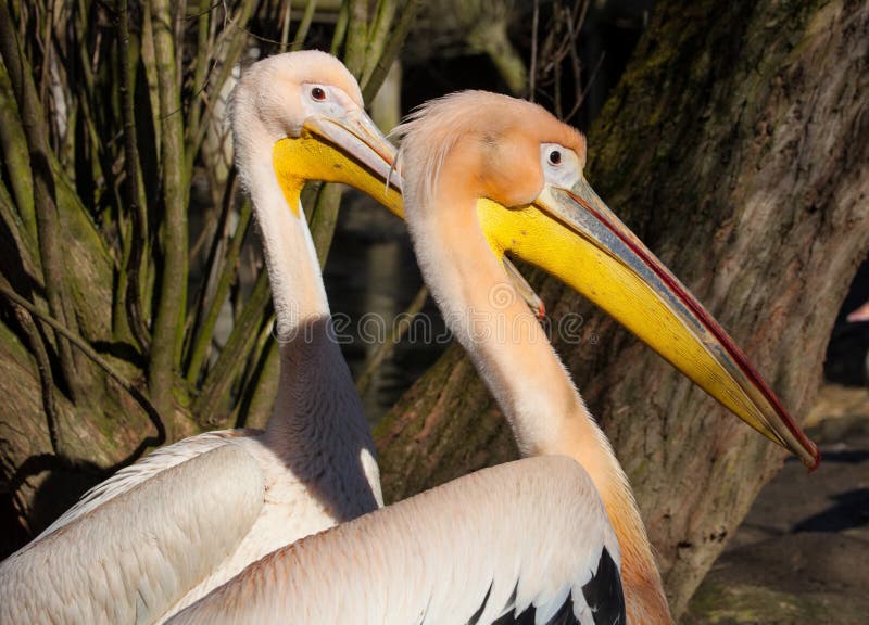 White Pelican, Pelecanus Onocrotalus Stock Photo - Image of ...