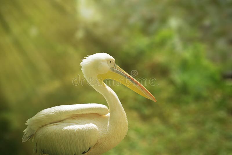 White Pelican on the Shore. Waterfowl of Europe Stock Photo - Image of ...