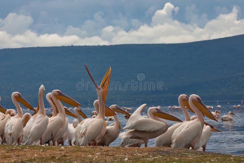 The White Pelican Who Sings Stock Photo - Image of flight, landscape ...