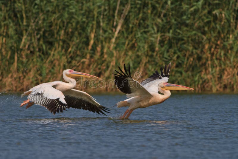 White pelicans in flight stock photo. Image of bird, natural - 22869318