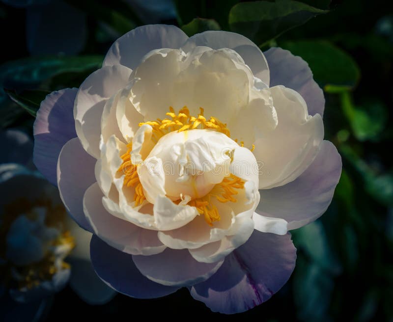 White pentecost Rose stock image. Image of botanic, blossom - 186847957