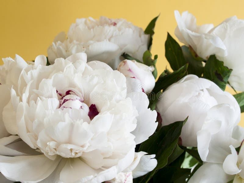 White Peonies stock photo. Image of pink, arrangement - 24739422