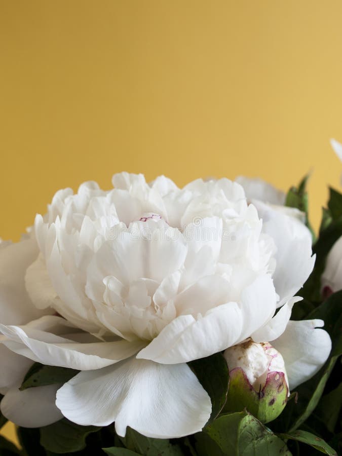 White Peonies stock image. Image of elegance, paeonia - 24739415