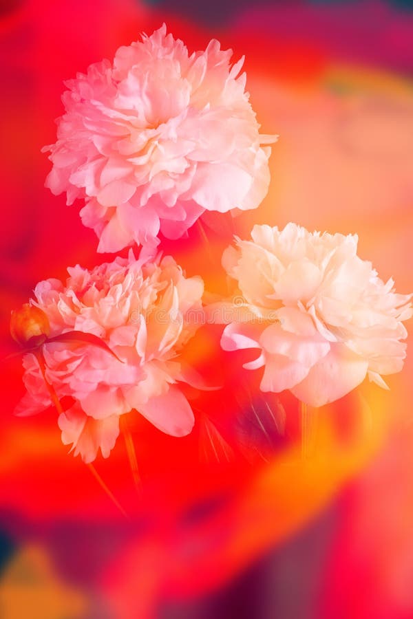 White Peonies on a Abstract Background Stock Photo - Image of blooming ...