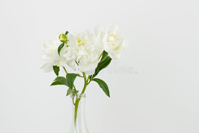 White Peonies on White Background Stock Photo - Image of closeup, peony ...
