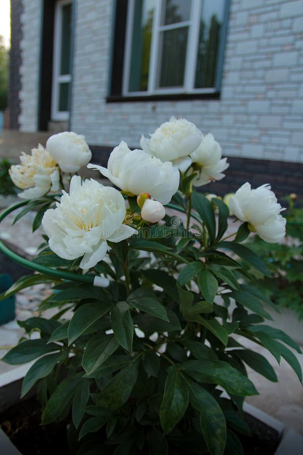 White Peonies Bloom Beautifully in the Garden Stock Image - Image of ...