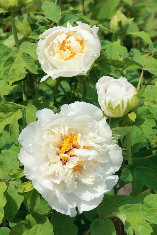 White peonies stock photo. Image of white, peony, closeup - 40104066