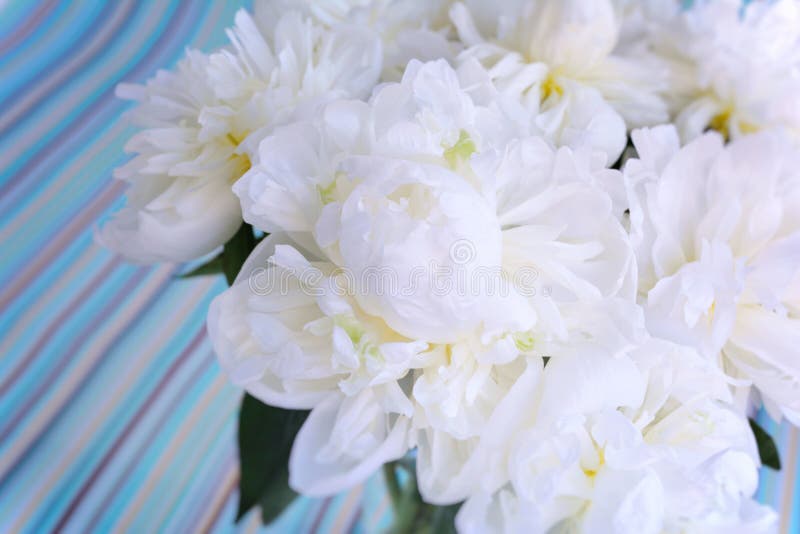 White Peonies Macro on a Striped Background Stock Photo - Image of ...