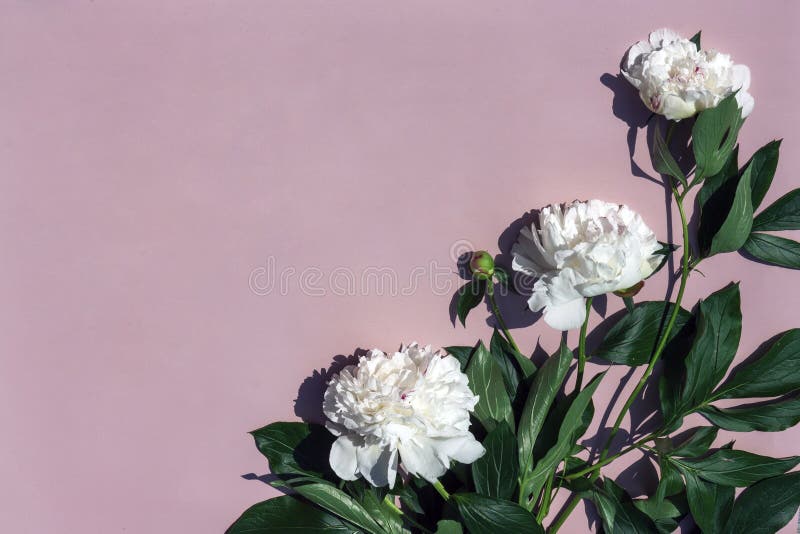 White Peonies on Pink Background Stock Image - Image of petal, beauty ...
