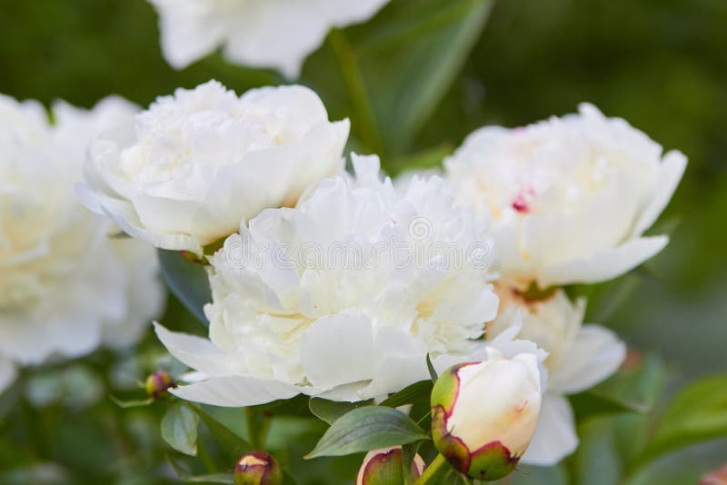 White Peony,blooming White Peony Flower in the Garden Stock Image ...