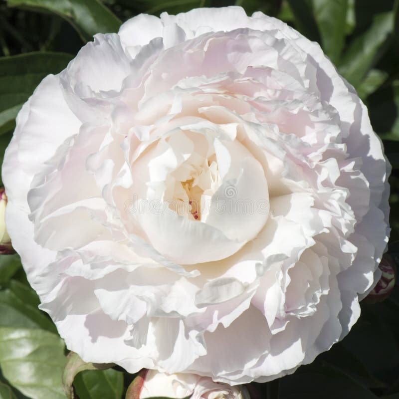 White Peony stock photo. Image of plant, pure, bloom - 55097980