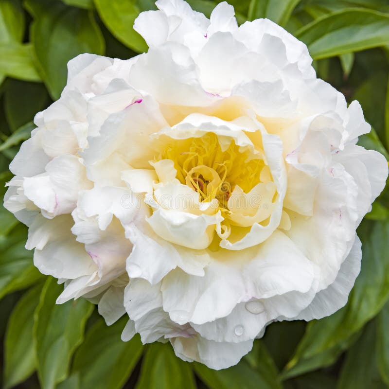 White Peony stock image. Image of wide, flower, peony - 93471941