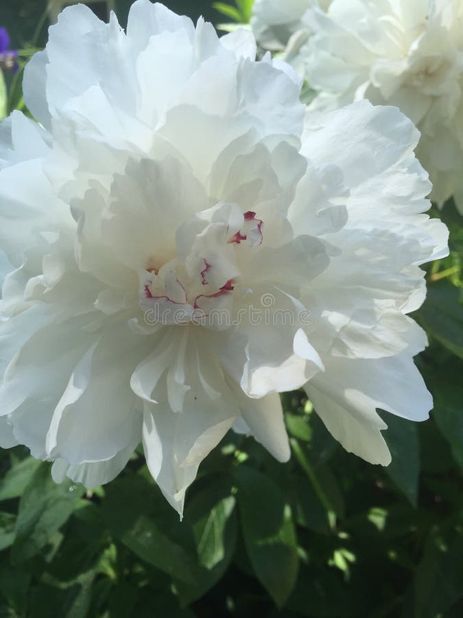 Closeup of white peony stock photo. Image of decoration - 126279526