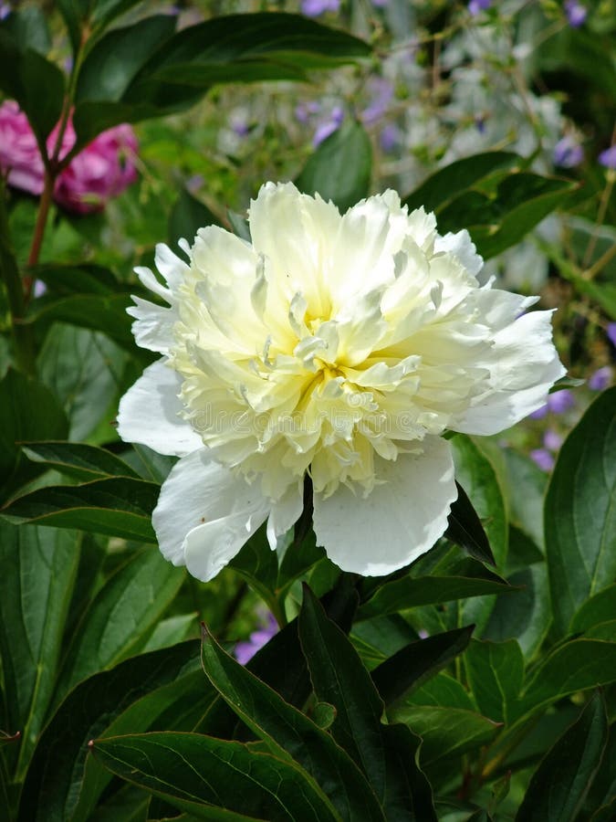 White Peony stock image. Image of leaves, britain, growing - 137973451