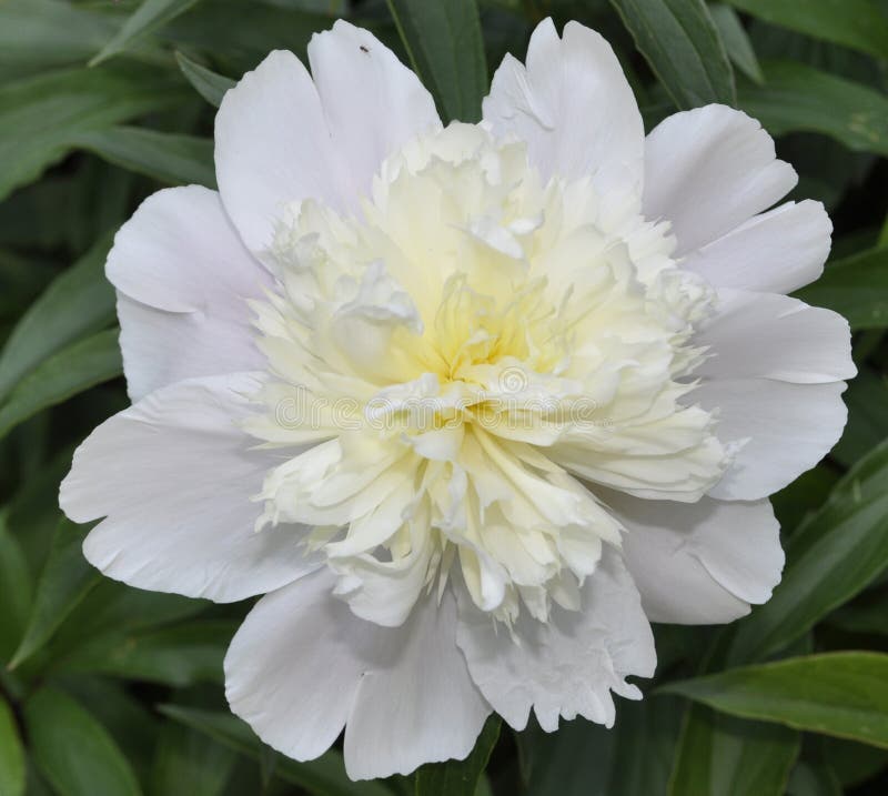 White Peony Flower Royalty Free Stock Image - Image: 35342576