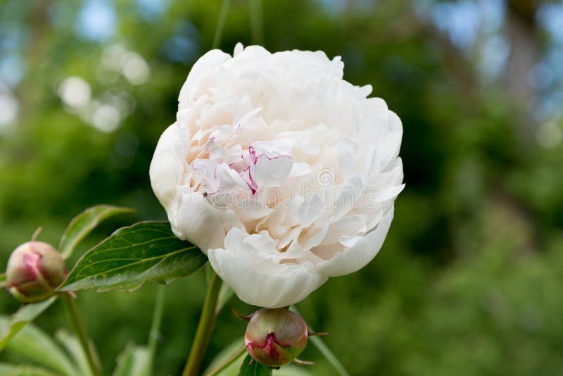 White peony. stock image. Image of bright, flower, spring - 73898563