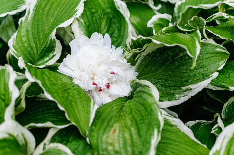 A White Peony Resting on a Variegated Hosta Stock Image - Image of park ...