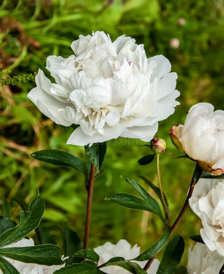 White Peony in Water Drops after Rain Stock Image - Image of plant ...