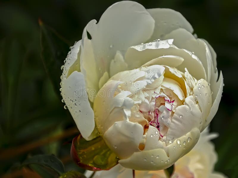 White Peony in Water Drops after Rain Stock Photo - Image of greenery ...