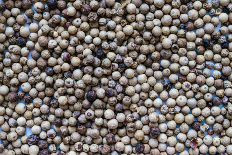 White Peppers Grains Background Stock Photo - Image of relish, pattern ...