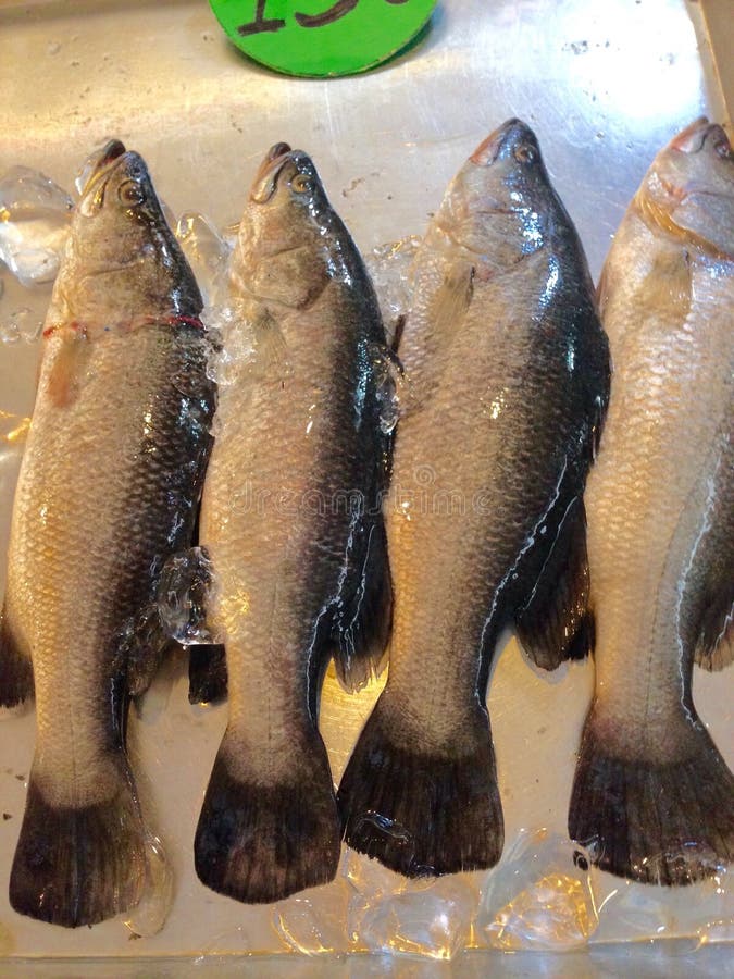 White perch stock image. Image of white, perch, good - 56274419