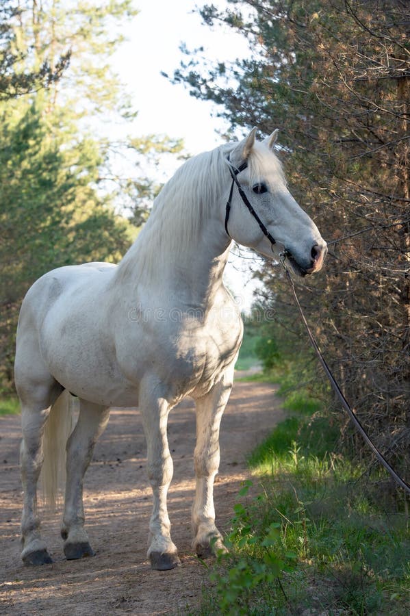 White Percheron