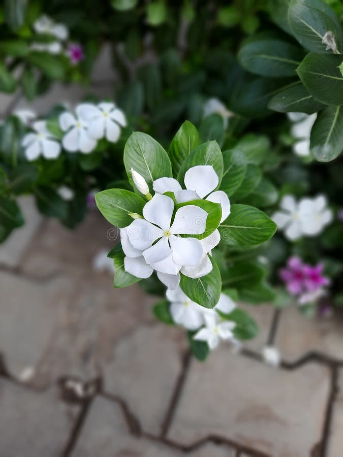White Periwinkle stock photo. Image of blue, endemic - 43780176