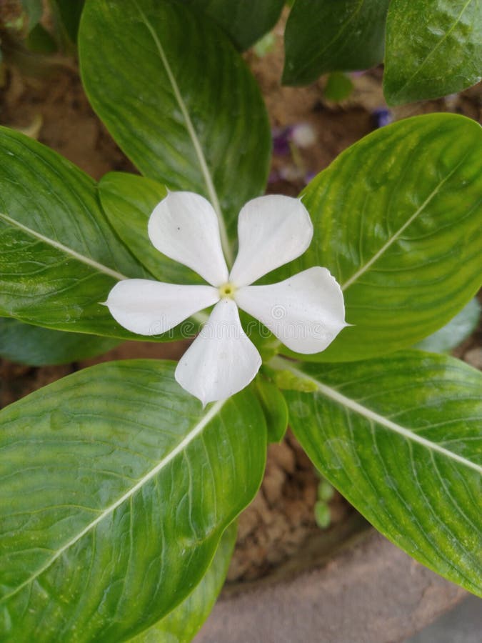 White Periwinkle stock image. Image of periwinkle, grass - 17345719