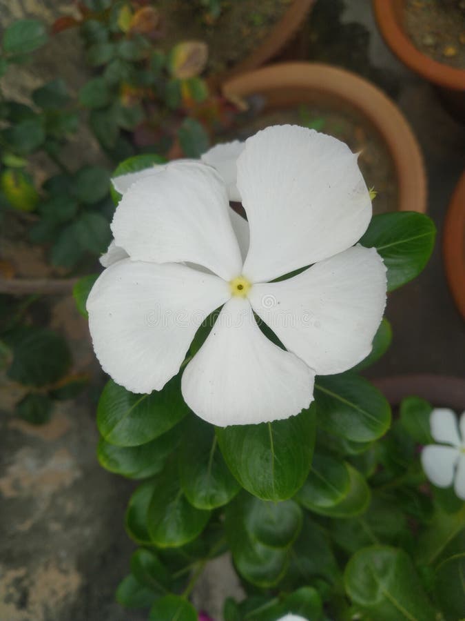 White Periwinkle Flower stock photo. Image of wildflower - 222204758