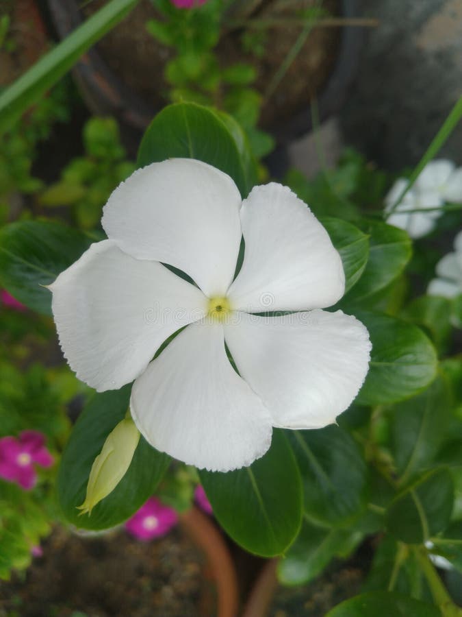 White Periwinkle Flower stock image. Image of leaf, shrub - 223841699