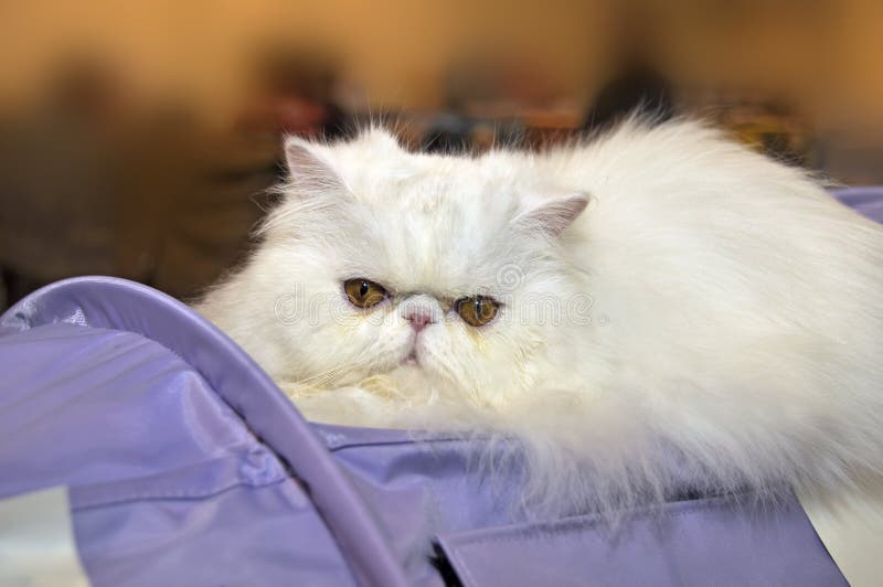 Long haired persian cat stock photo. Image of looking - 8724494