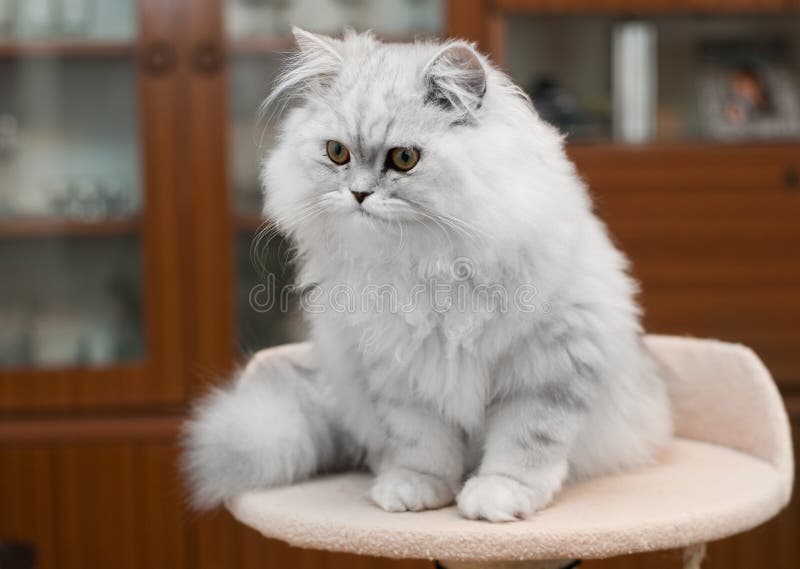 Silver Shaded Persian stock image. Image of purebred - 30719799
