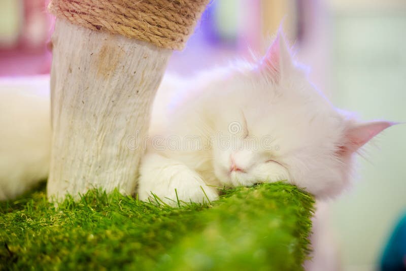1,158 Sleeping Persian Cat Photos - Free & Royalty-Free Stock Photos ...