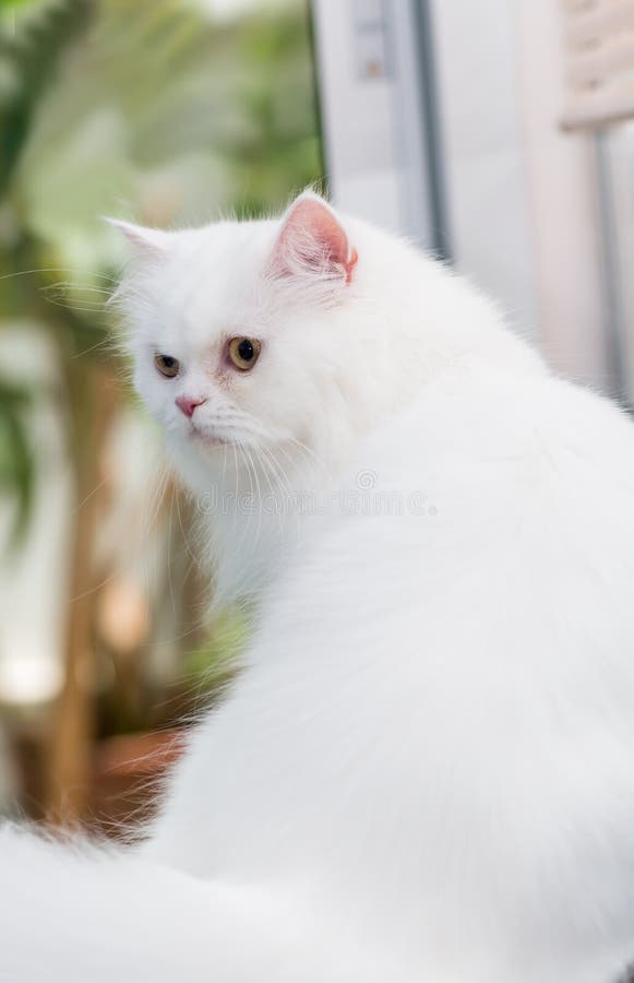 White Persian Cat Turn Back Stock Photos - Free & Royalty-Free Stock ...