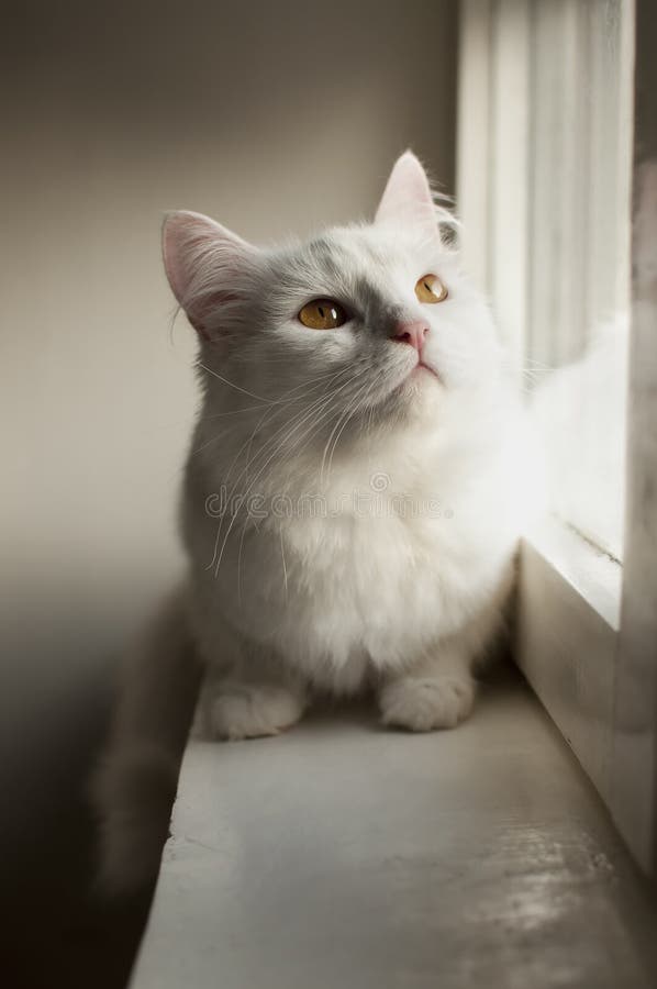Cat Looking Out a Window stock image. Image of door, peace - 23264025
