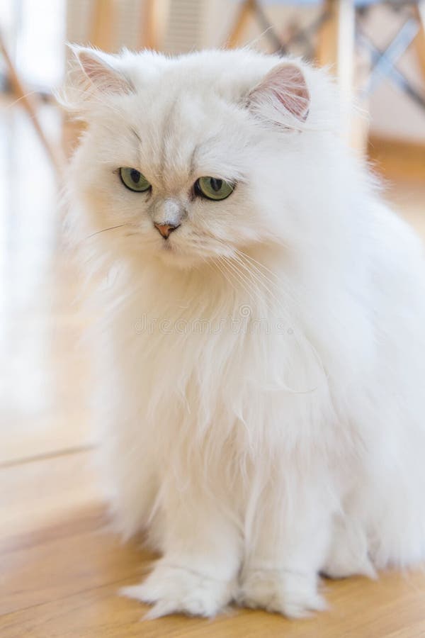 White Persian cats stock photo. Image of velvety, look - 83056482