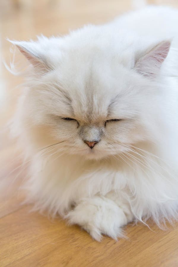 White Persian cats stock photo. Image of white, front - 83056280